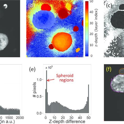 Segmentation Of The Spheroids In 2d A Part Of The Maximum Intensity Download Scientific