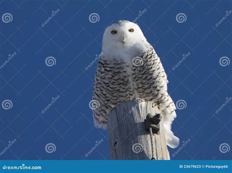 Snowy Owl Perched Stock Image Image Of Plumage Nature 23679623