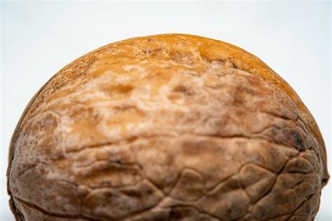 텍스트를 위한 빈 공간이 있는 밝은 배경에 초점을 맞추고 높은 배율 아래 호두 껍질의 일부가 있는 배경입니다 0명에 대한 스톡 사진 및 기타 이미지 Istock