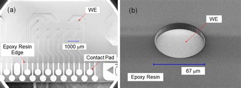 A Sem Image Of One Block Of The Microelectrode Array Chip Which Download Scientific Diagram