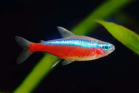 Cardinal Tetra Complete Care And Species Guide Fishkeeping World