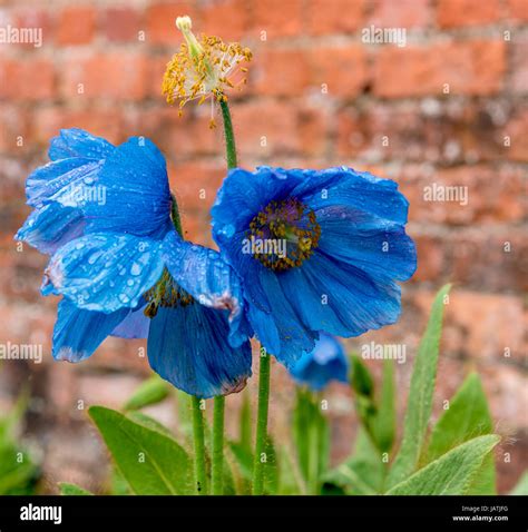 Himalayan Blue Poppy Wallpaper Himalayan Blue Poppy Photos For Sale