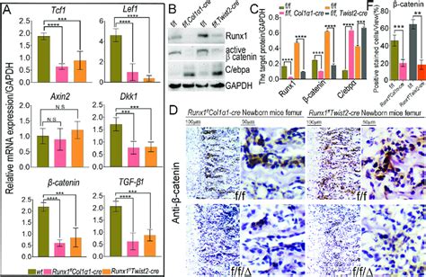 Runx1 Deficiency Impairs β Catenin Signaling In Vivo And In Vitro A