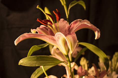 Lily Fleur L Amour Photo Gratuite Sur Pixabay