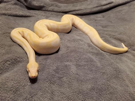 Ball Python Body Condition And Feeding Trouble