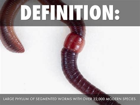 Segmented Worms By James Pifer