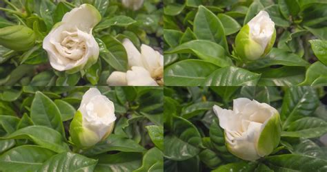 4k栀子花开延时视频素材下载