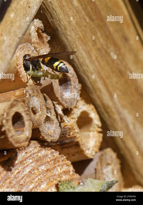 Mason Wasp Potter Wasp Ancistrocerus Sp Landing At Its Nest Hole In An Insect Hotel With A