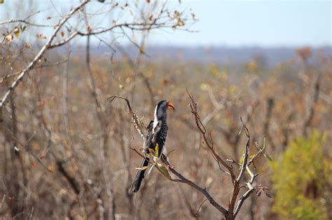 Bird Long Beak Yellow Billed Horn Free Photo On Pixabay Pixabay