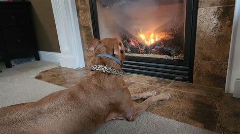 Boght Veterinary Clinic Cohoes Ny