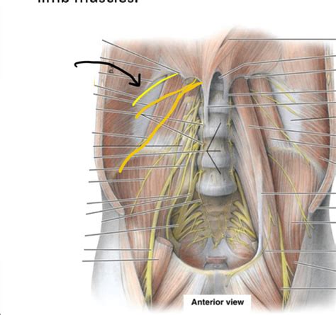 Back Lumbar Plexus Flashcards Quizlet