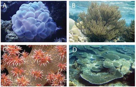 Coral Classification Characteristics Structure And Types Rs Science