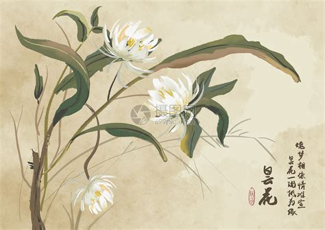 昙花一现插画图片下载 正版图片400266131 摄图网