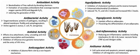 Encyclopedia Mdpi On Linkedin Formulations Marine Algae Sea