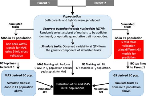 Schematic Depicting The Simulation Pipeline Used To Evaluate The Download Scientific Diagram