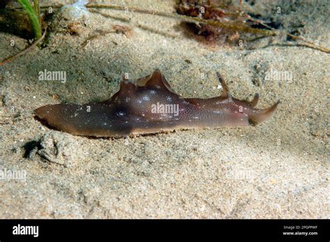 Spotted Sea Hare Spotted Sea Hares Other Animals Sea Snails Snails