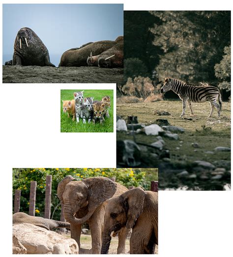 Ollama 部署的大模型如何输出结构化响应？oamll模型 Csdn博客