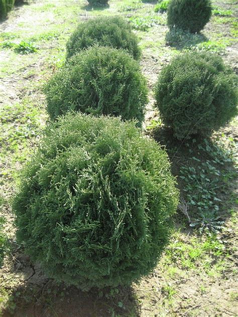Thuja Occidentalis Tiny Tim Rasadnik Manojlović