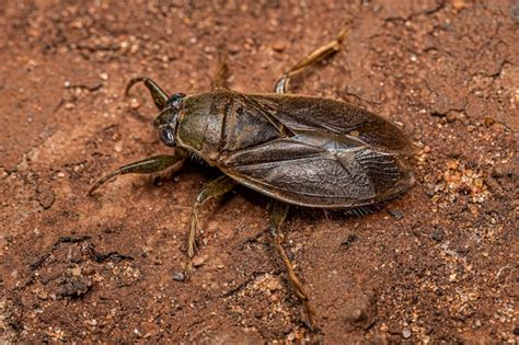 Premium Photo Adult Giant Water Bug