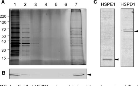 Figure 1 From Identification Of The Molecular Chaperone Heat Shock