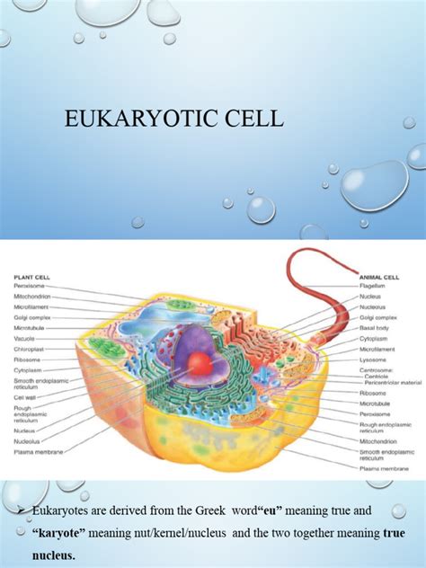 Lecture 4 Eukaryotes Pdf Cell Biology Eukaryotes