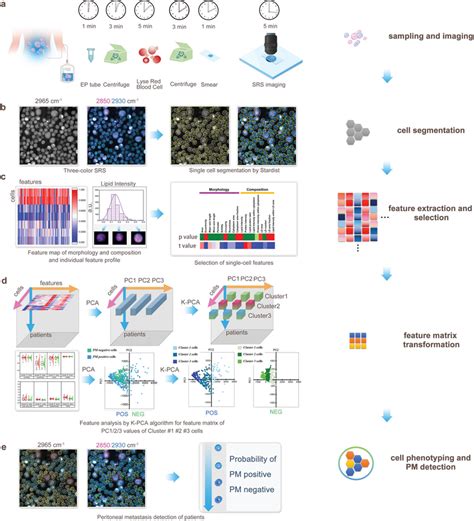 Workflow Of Stimulated Raman Molecular Cytology Srmc A Sample