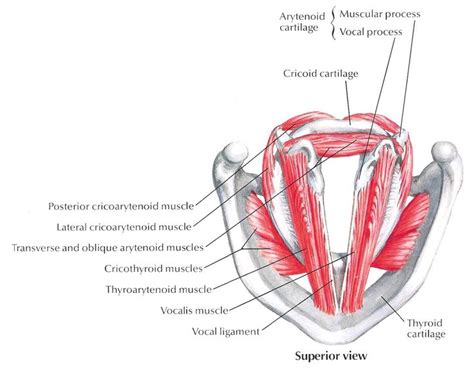 Thyroarytenoid Muscle Image Search Results Speech Language