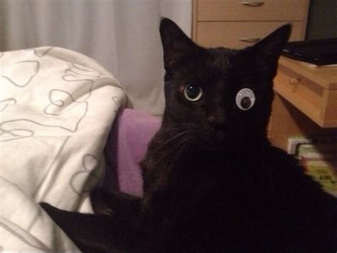 My Cat Only Has One Eye So We Improvised Meme Guy