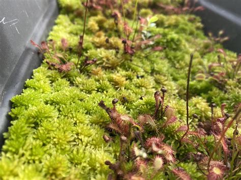 Is Moss Good For Carnivorous Plants At Clayton Cooper Blog
