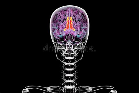 Human Brain With Highlighted Cingulate Gyrus 3d Illustration Stock Illustration Illustration