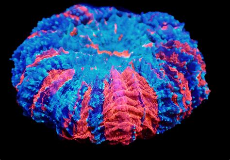 Rainbow Acanthophyllia Ultra 252 Collection Only Coral Barn