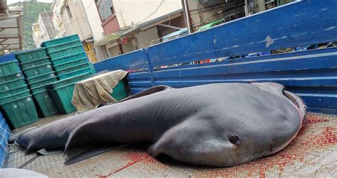 Megamouth Shark Facts Size Behavior Diet Pictures Uqcc