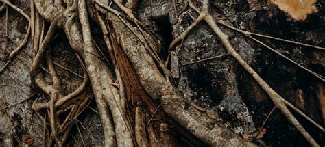 Eliminating Tree Roots From Sewer Lines Techniques For Lasting Solutions Ray The Plumber