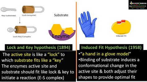 Difference Between Lock And Key Hypothesis And Induced Fit Hypothesis