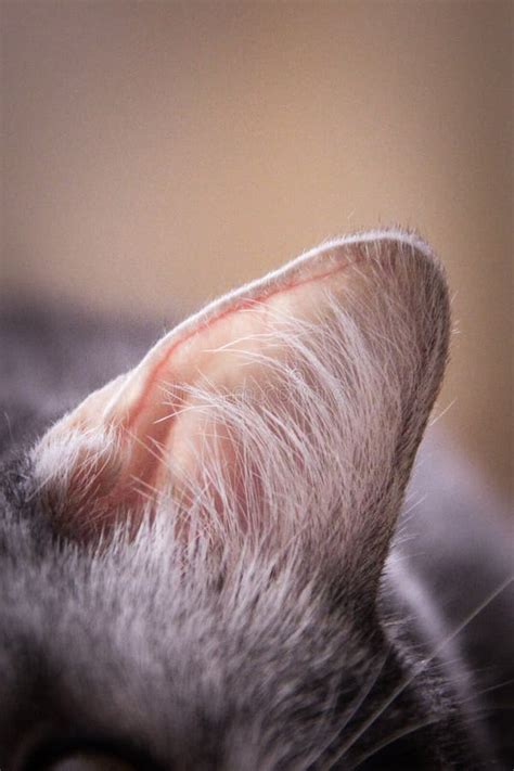 Kattenoor Stock Afbeelding Afbeelding Bestaande Uit Bont 42553995