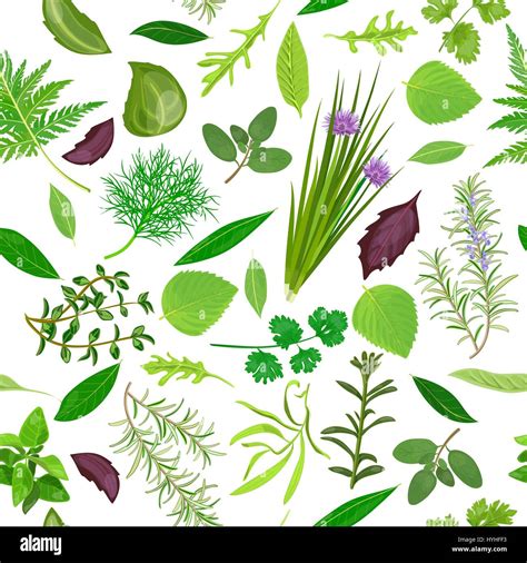 Cooking Herbs Seamless Pattern Vector Set Stock Vector Image And Art Alamy