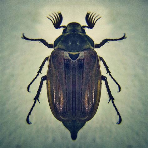 The Common Cockchafer Beetle By Con Ryan