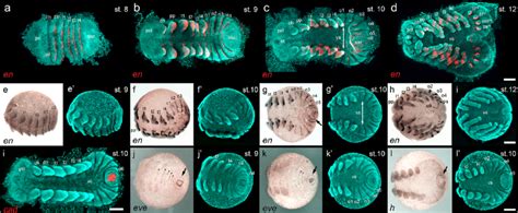 Marker Gene Analysis In Embryos Of A Geniculata A H Segmental Download Scientific Diagram