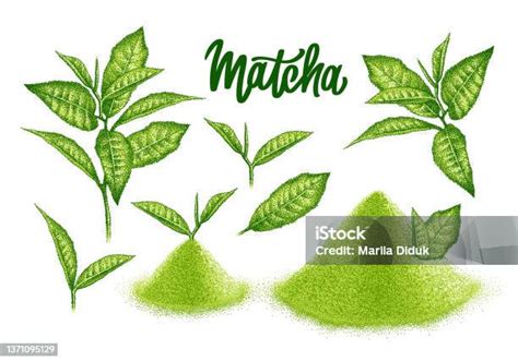 말차 가루와 녹차를 남깁니다 일본 음료 녹차 음료를 위해 잘게 썬 잎 빈티지 포인시즘 스타일로 스케치 새겨진 벡터입니다 0명에 대한 스톡 벡터 아트 및 기타 이미지 Istock
