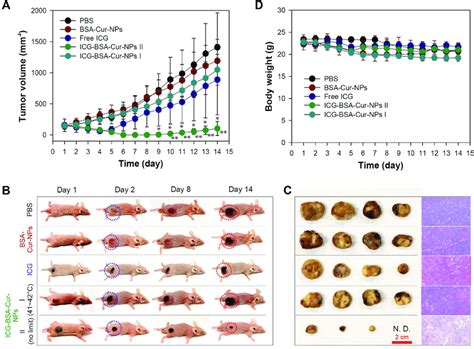 In Vivo Antitumor Efficacy Of Pbs Free Icg Bsa Cur Nps And