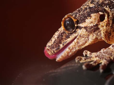 Phantom Eye Yellow Base Gargoyle Gecko By Gemstone Geckos Morphmarket
