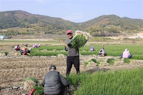 김장철 맞아 쪽파 수확을 하는 보성 농부 한국다중뉴스