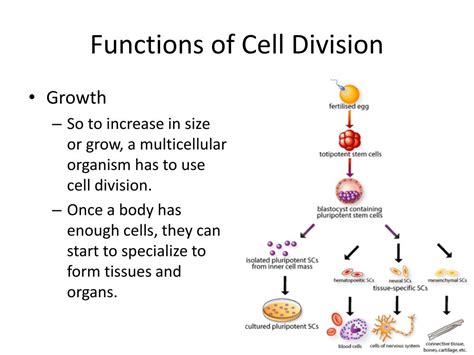PPT The Importance Of Cell Division PowerPoint Presentation Free Download ID 5679247