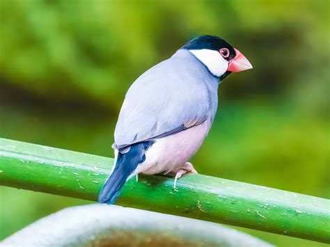 adult java sparrow non native though found in nsw r sydney