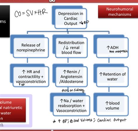 Sys Path Heart Flashcards Quizlet
