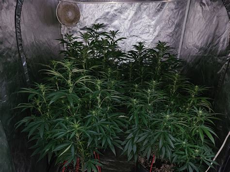 Xxx From The Ethos Multipass 15 Days Since The 1212 Flip Nothin To