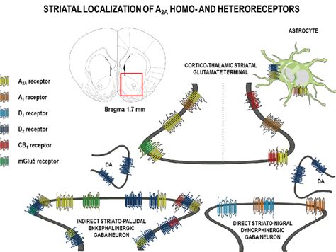 Schematic Diagram Showing The Neuronal And Astrocytic Localization Of Download Scientific