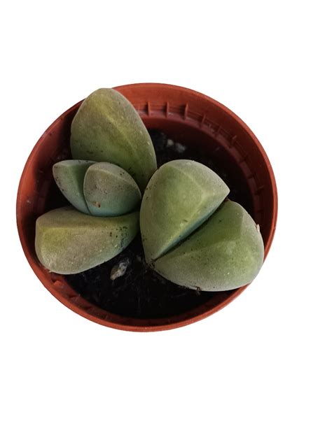 Gibbaeum Dispar Planta Suculenta Ø5 Lithops Pedra Cacto Em Planeta Huerto