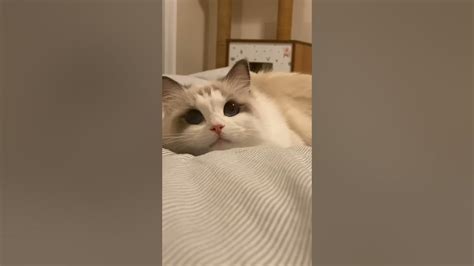 【吴kiwi是一只布偶】 又是治愈猛男们的一天～ 布偶猫 萌宠 猛男收割机 Youtube