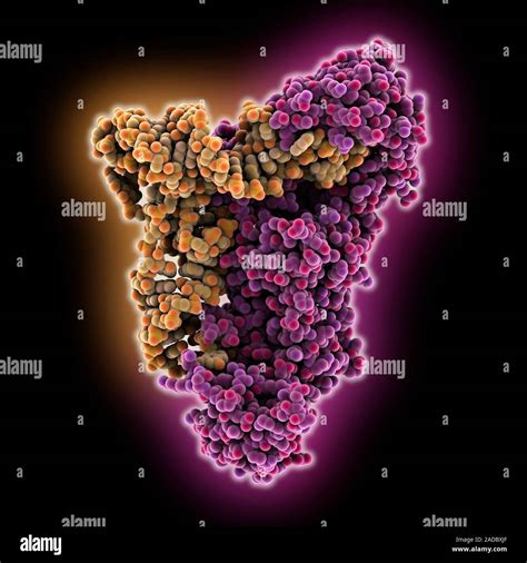Glutaminyl Transfer RNA TRNA Synthetase Complex Computer Model Showing The Structure Of